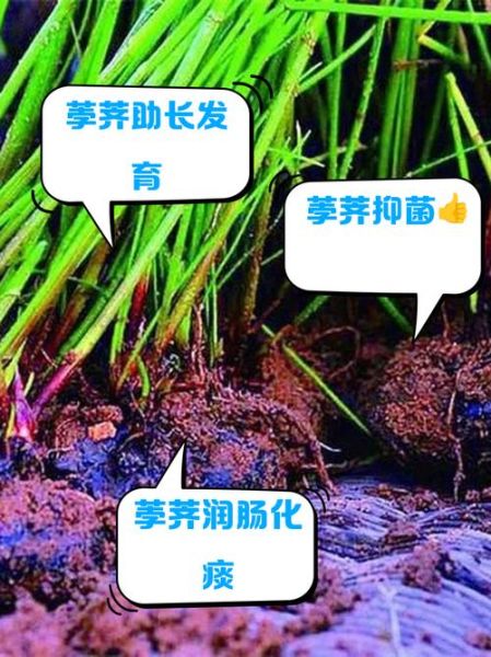 荸荠的功效与作用是什么_荸荠怎么吃最养生-第1张图片-山城妙识 荸荠的功效与作用是什么_荸荠怎么吃最养生-第1张图片-山城妙识