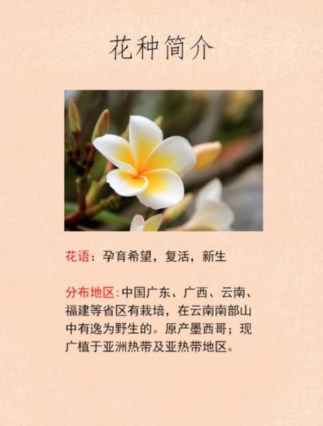 鸡蛋花在佛教中的寓意_鸡蛋花象征什么-第1张图片-山城妙识