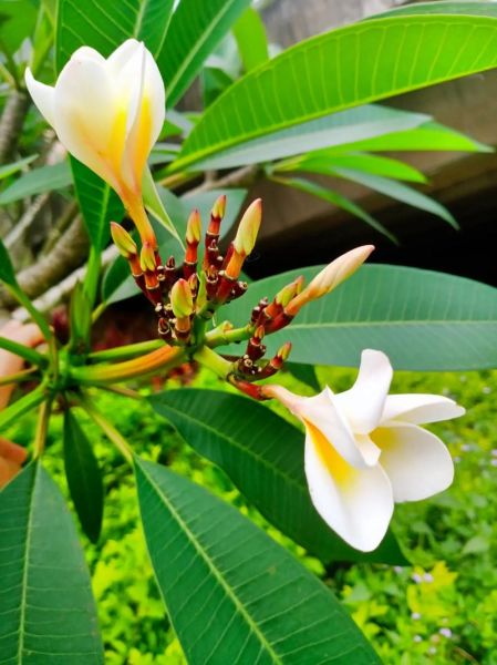 鸡蛋花在佛教中的寓意_鸡蛋花象征什么-第3张图片-山城妙识