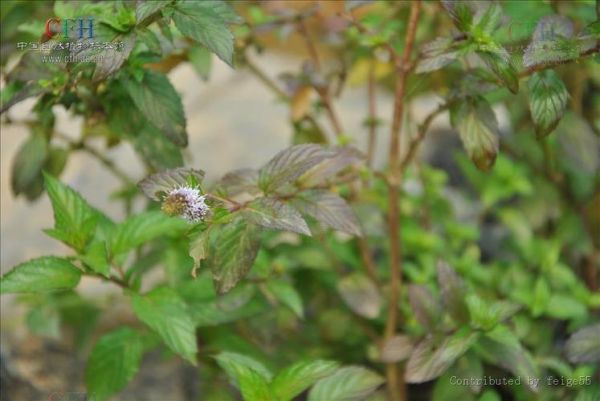 香花菜图片_香花菜长什么样-第1张图片-山城妙识 香花菜图片_香花菜长什么样-第1张图片-山城妙识