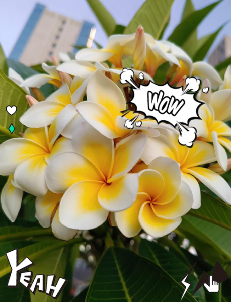 鸡蛋花在佛教中的寓意_鸡蛋花象征什么-第2张图片-山城妙识