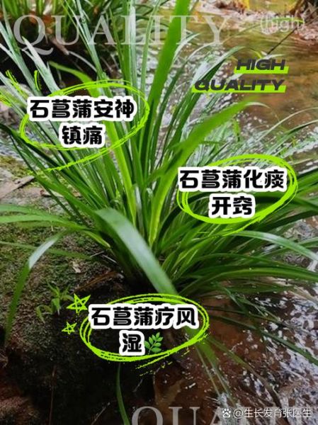石菖蒲的功效与作用_石菖蒲怎么泡水喝-第2张图片-山城妙识 石菖蒲的功效与作用_石菖蒲怎么泡水喝-第2张图片-山城妙识