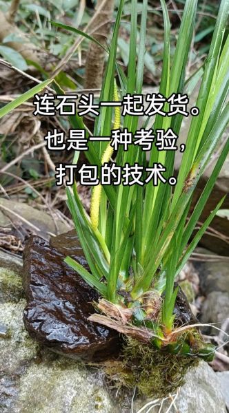 石菖蒲的功效与作用_石菖蒲怎么泡水喝-第3张图片-山城妙识 石菖蒲的功效与作用_石菖蒲怎么泡水喝-第3张图片-山城妙识