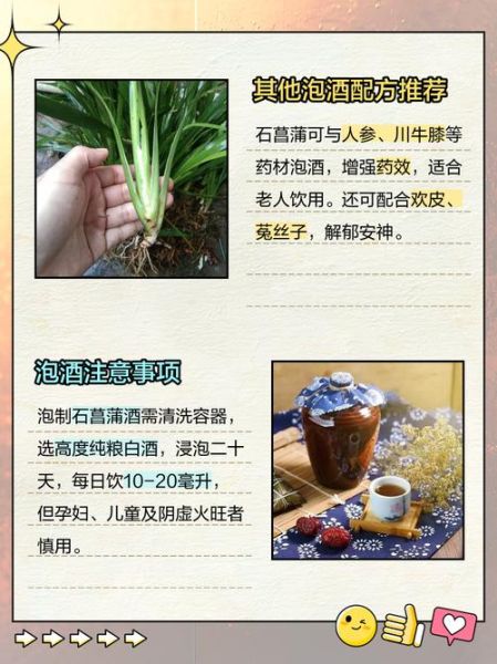 石菖蒲的功效与作用_石菖蒲怎么泡水喝-第1张图片-山城妙识 石菖蒲的功效与作用_石菖蒲怎么泡水喝-第1张图片-山城妙识