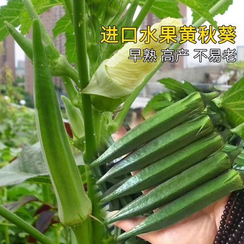 黄秋葵多少钱一盒_黄秋葵价格行情-第3张图片-山城妙识