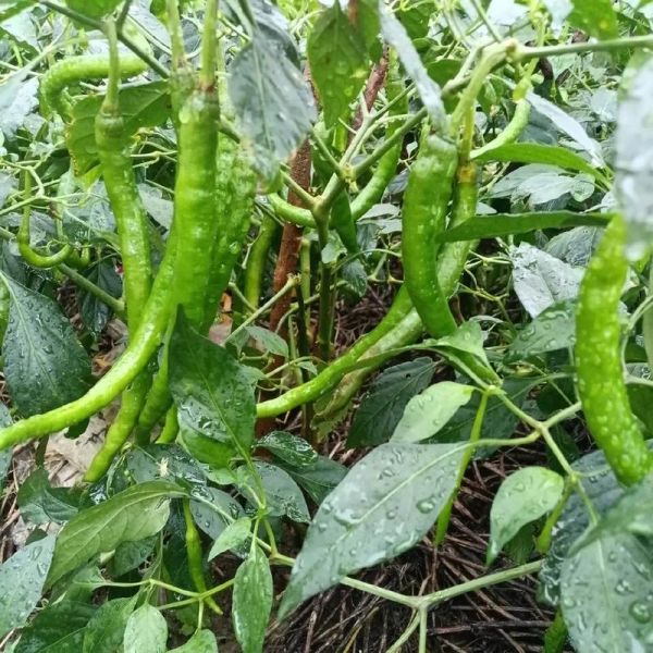 青尖椒辣不辣_青尖椒怎么保存-第1张图片-山城妙识 青尖椒辣不辣_青尖椒怎么保存-第1张图片-山城妙识