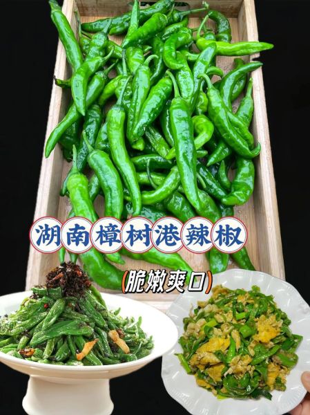 青尖椒辣不辣_青尖椒怎么保存-第2张图片-山城妙识 青尖椒辣不辣_青尖椒怎么保存-第2张图片-山城妙识