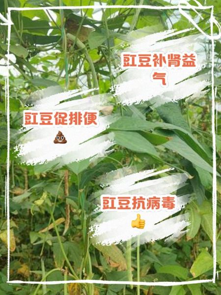 青豆角的功效与作用_青豆角的营养价值-第2张图片-山城妙识 青豆角的功效与作用_青豆角的营养价值-第2张图片-山城妙识