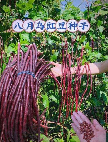 青豆角的功效与作用_青豆角的营养价值-第1张图片-山城妙识 青豆角的功效与作用_青豆角的营养价值-第1张图片-山城妙识