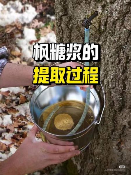 枫糖浆健康吗_枫糖浆的营养价值-第3张图片-山城妙识