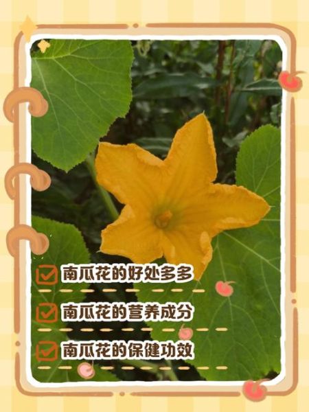 南瓜花能吃吗_南瓜花的功效与禁忌-第2张图片-山城妙识