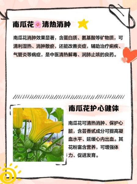 南瓜花能吃吗_南瓜花的功效与禁忌-第1张图片-山城妙识