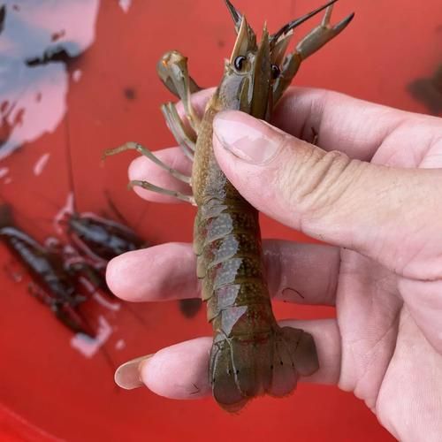 澳洲淡水龙虾苗价格多少钱_澳洲淡水龙虾苗批发价-第1张图片-山城妙识