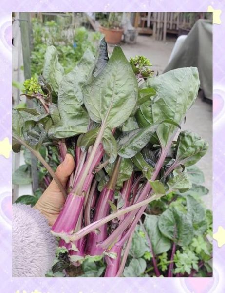 红菜苔种植时间_红菜苔种植方法-第2张图片-山城妙识