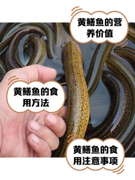 黄鳝养殖技术_黄鳝怎么养长得快-第2张图片-山城妙识