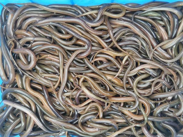 黄鳝养殖技术_黄鳝怎么养长得快-第1张图片-山城妙识