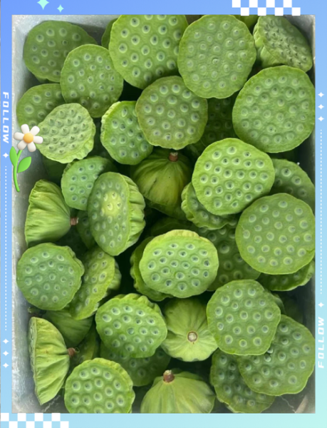 莲蓬怎么吃_莲蓬的功效与作用-第1张图片-山城妙识