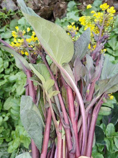 红菜苔种植时间_红菜苔种植方法-第3张图片-山城妙识