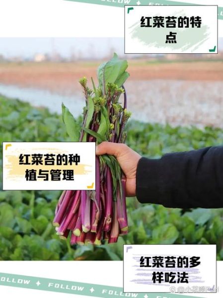 红菜苔种植时间_红菜苔种植方法-第1张图片-山城妙识