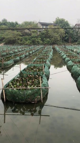 黄鳝养殖技术_黄鳝怎么养长得快-第3张图片-山城妙识