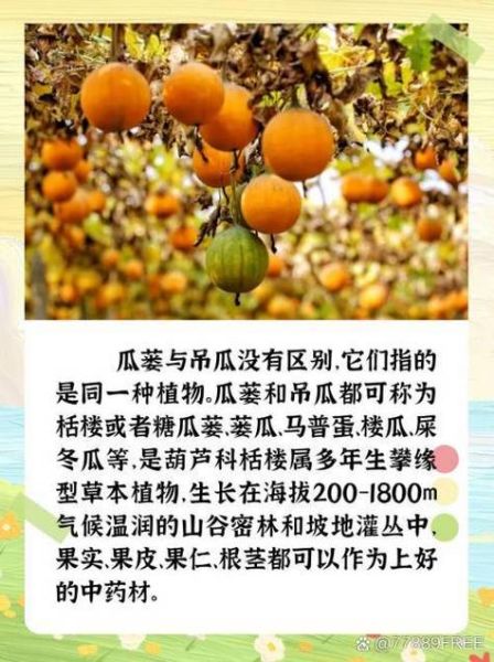 吊瓜子和瓜蒌子一样吗_吊瓜子与瓜蒌子区别-第3张图片-山城妙识