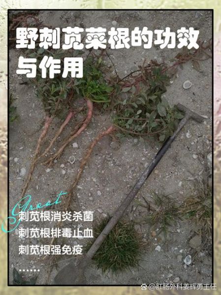 野苋菜根怎么吃_野苋菜根的功效与作用-第1张图片-山城妙识