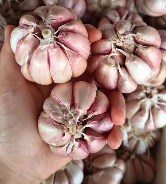 香蒜和大蒜的区别_哪个更好吃-第1张图片-山城妙识