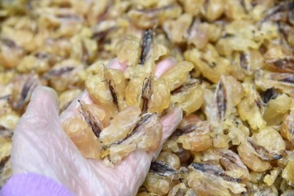 雪蛤价格多少一斤_正宗雪蛤多少钱一斤-第1张图片-山城妙识