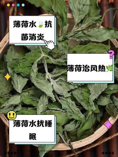 鲜薄荷叶泡水喝的功效_鲜薄荷叶泡水喝的禁忌-第1张图片-山城妙识