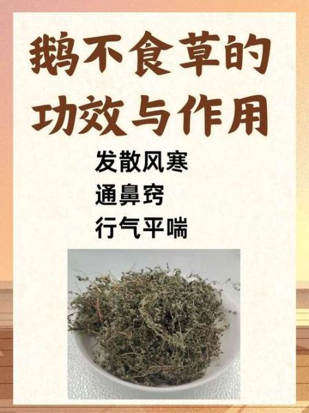 鹅不食草治过敏性鼻炎_怎么用-第1张图片-山城妙识