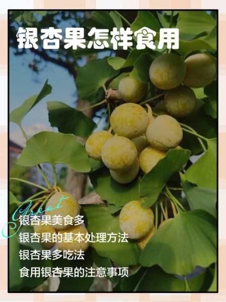 银杏果可以直接吃吗_银杏果生吃会不会中毒-第1张图片-山城妙识 银杏果可以直接吃吗_银杏果生吃会不会中毒-第1张图片-山城妙识