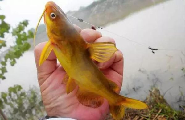黄蜂鱼怎么钓_黄蜂鱼用什么饵最好-第1张图片-山城妙识