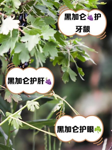 黑加仑是什么_黑加仑的功效与作用-第1张图片-山城妙识