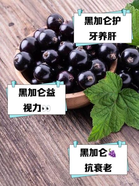 黑加仑是什么_黑加仑的功效与作用-第3张图片-山城妙识