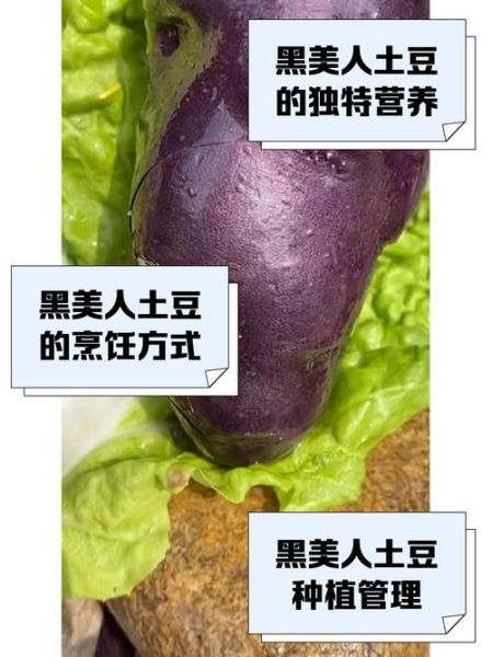 黑美人土豆产地在哪里_黑美人土豆哪里产最好-第3张图片-山城妙识