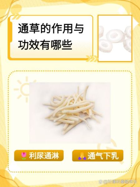 通草的功效与作用_通草主治哪些病-第1张图片-山城妙识 通草的功效与作用_通草主治哪些病-第1张图片-山城妙识