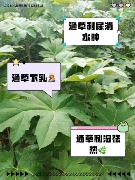 通草的功效与作用_通草主治哪些病-第2张图片-山城妙识 通草的功效与作用_通草主治哪些病-第2张图片-山城妙识