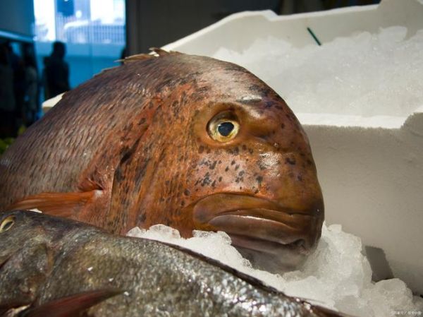 鲔鱼怎么读_鲔鱼是什么鱼-第1张图片-山城妙识 鲔鱼怎么读_鲔鱼是什么鱼-第1张图片-山城妙识