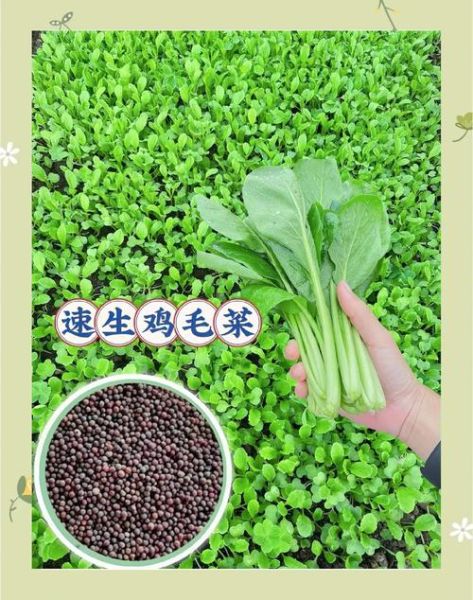 鸡毛菜什么时候种最好_鸡毛菜怎么种才高产-第2张图片-山城妙识 鸡毛菜什么时候种最好_鸡毛菜怎么种才高产-第2张图片-山城妙识