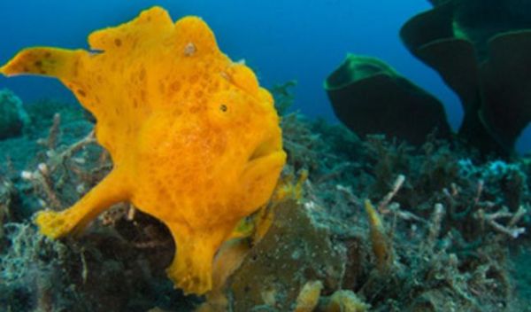 躄鱼怎么养_躄鱼有毒吗-第2张图片-山城妙识 躄鱼怎么养_躄鱼有毒吗-第2张图片-山城妙识