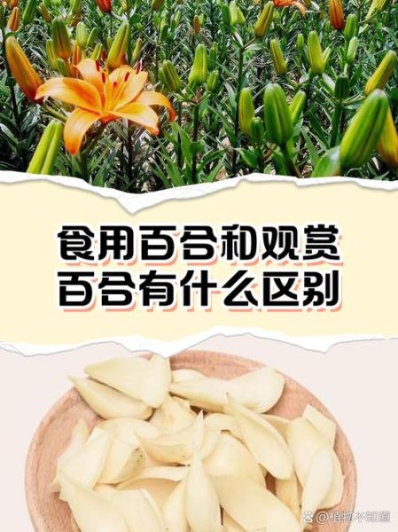 百合花的功效与作用_百合花怎么吃效果最好-第2张图片-山城妙识 百合花的功效与作用_百合花怎么吃效果最好-第2张图片-山城妙识