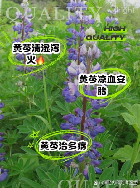 黄芩的功效与作用_黄芩适合什么人吃-第1张图片-山城妙识 黄芩的功效与作用_黄芩适合什么人吃-第1张图片-山城妙识