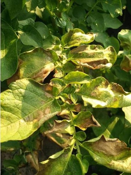 马铃薯晚疫病病原是什么_如何防治最有效-第1张图片-山城妙识 马铃薯晚疫病病原是什么_如何防治最有效-第1张图片-山城妙识