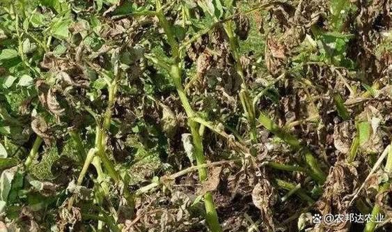 马铃薯晚疫病病原是什么_如何防治最有效-第2张图片-山城妙识 马铃薯晚疫病病原是什么_如何防治最有效-第2张图片-山城妙识