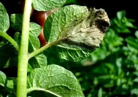 马铃薯晚疫病病原是什么_如何防治最有效-第3张图片-山城妙识 马铃薯晚疫病病原是什么_如何防治最有效-第3张图片-山城妙识