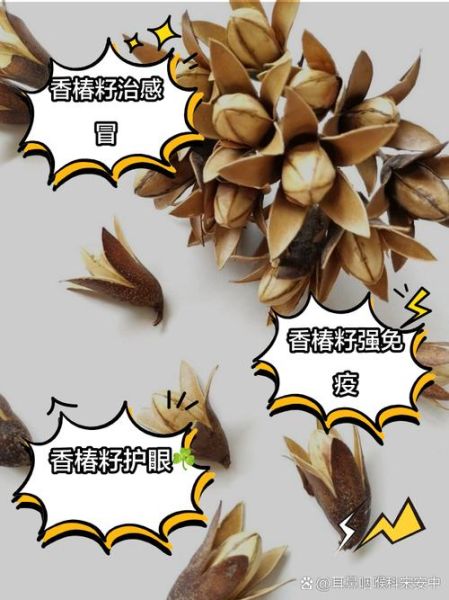 香椿籽的功效与作用_香椿籽怎么吃效果最好-第3张图片-山城妙识 香椿籽的功效与作用_香椿籽怎么吃效果最好-第3张图片-山城妙识