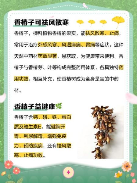 香椿籽的功效与作用_香椿籽怎么吃效果最好-第1张图片-山城妙识 香椿籽的功效与作用_香椿籽怎么吃效果最好-第1张图片-山城妙识