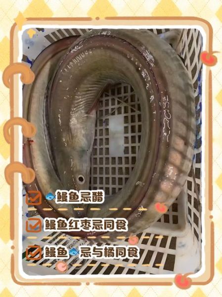 鳗鱼的功效与作用禁忌_哪些人不能吃鳗鱼-第2张图片-山城妙识