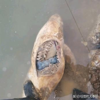 鲟鱼死后多久不能吃了_鲟鱼死亡后多久有毒-第1张图片-山城妙识 鲟鱼死后多久不能吃了_鲟鱼死亡后多久有毒-第1张图片-山城妙识