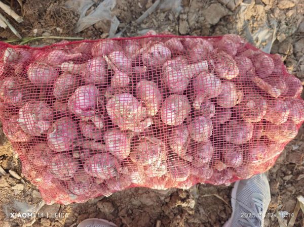 金乡大蒜今日价格_金乡大蒜行情为何波动-第2张图片-山城妙识 金乡大蒜今日价格_金乡大蒜行情为何波动-第2张图片-山城妙识